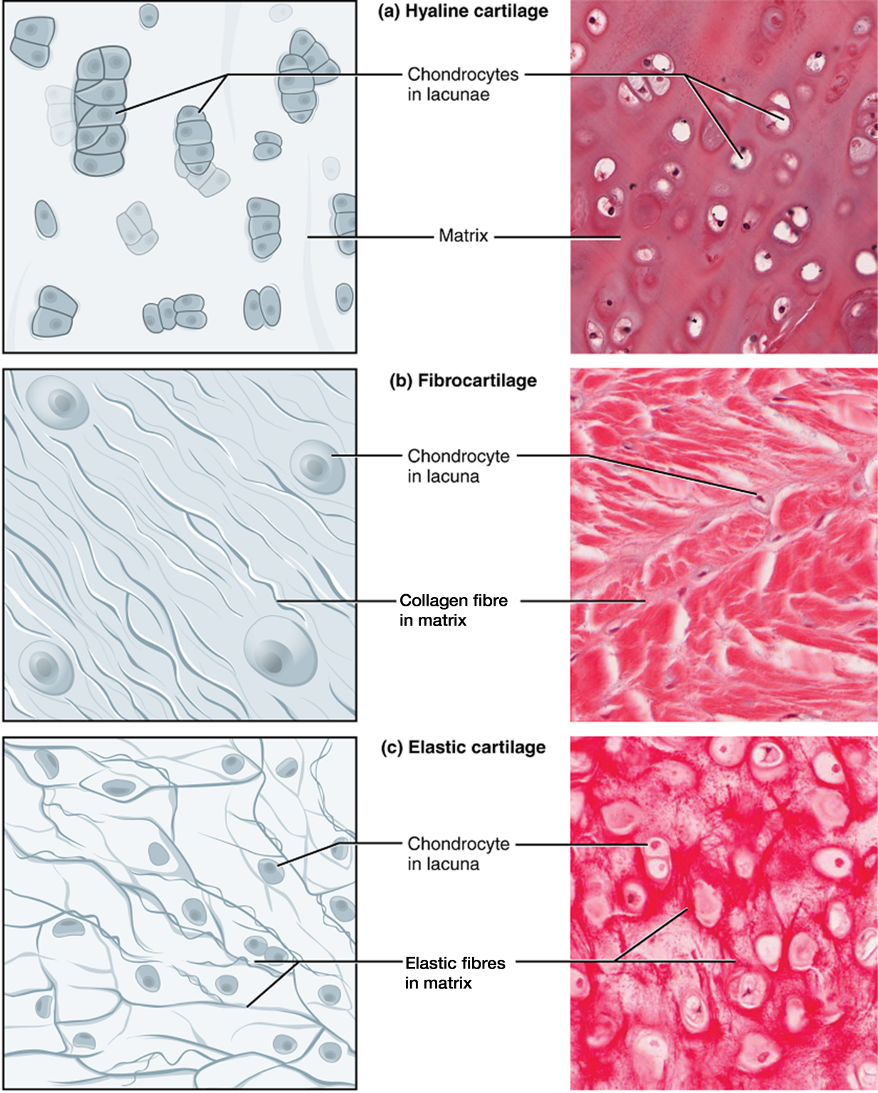 Unit 6: Tissue Structure and Functions – Douglas College Human Anatomy ...
