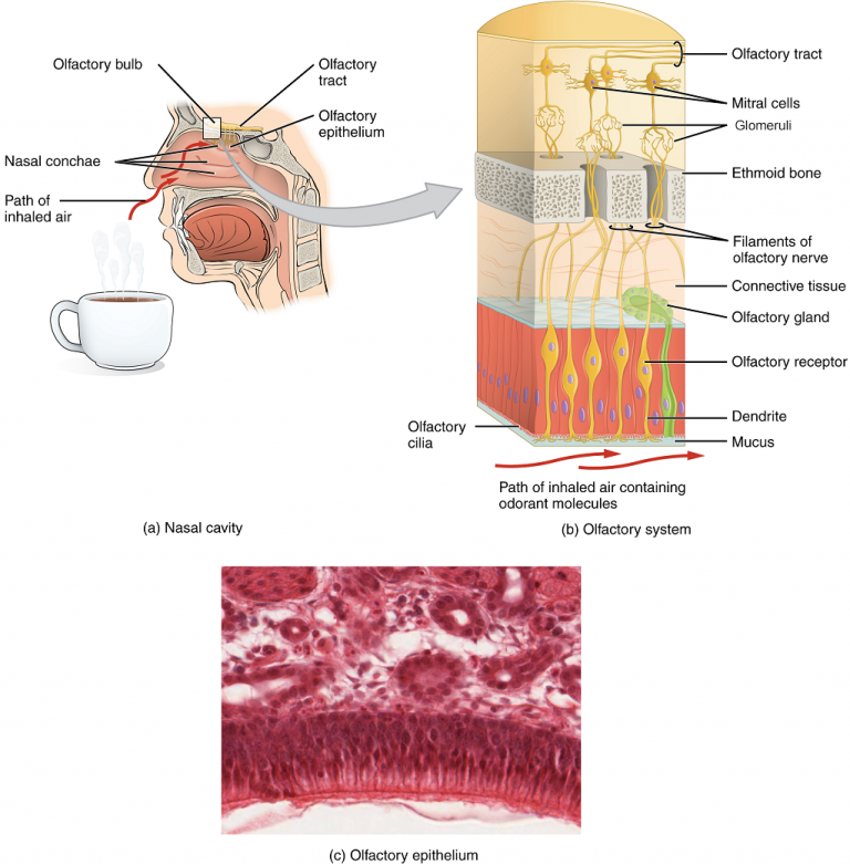 Unit 10: Sensory Systems – Douglas College Human Anatomy & Physiology I ...