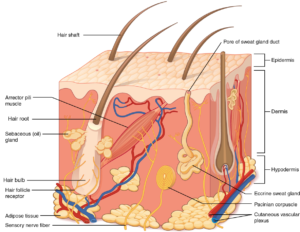 Unit 11: The Integumentary System – Douglas College Human Anatomy ...