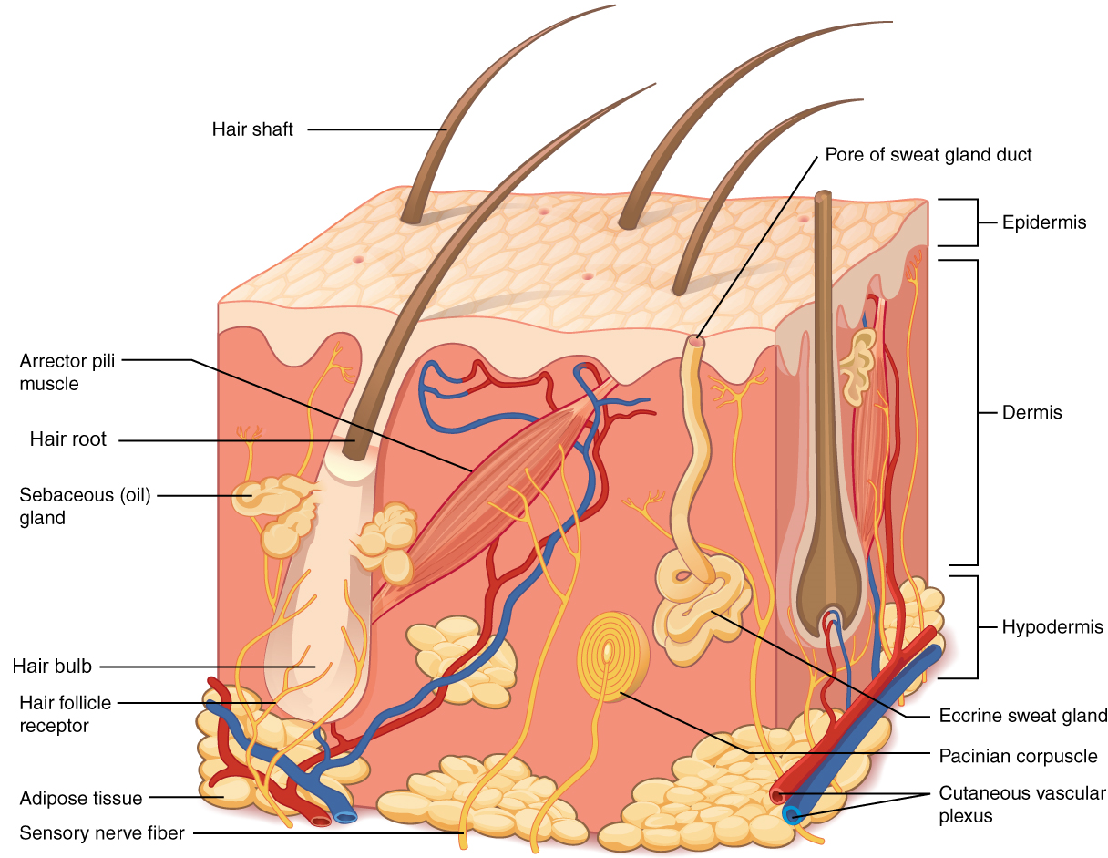 Unit 11: The Integumentary System – Douglas College Human Anatomy ...