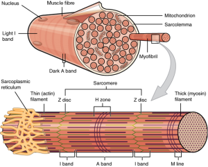 Unit 15: Muscle Anatomy and Movement – Douglas College Human Anatomy ...