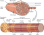 Unit 15: Muscle Anatomy and Movement – Douglas College Human Anatomy ...