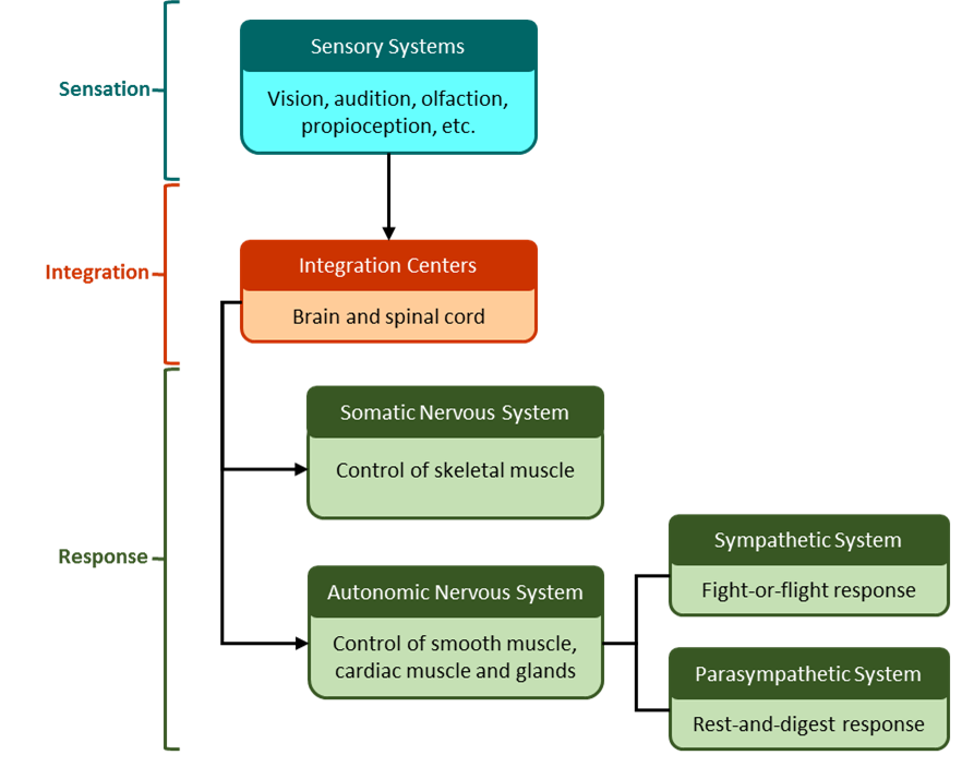 Unit 9 The Nervous System Douglas College Human Anatomy Physiology