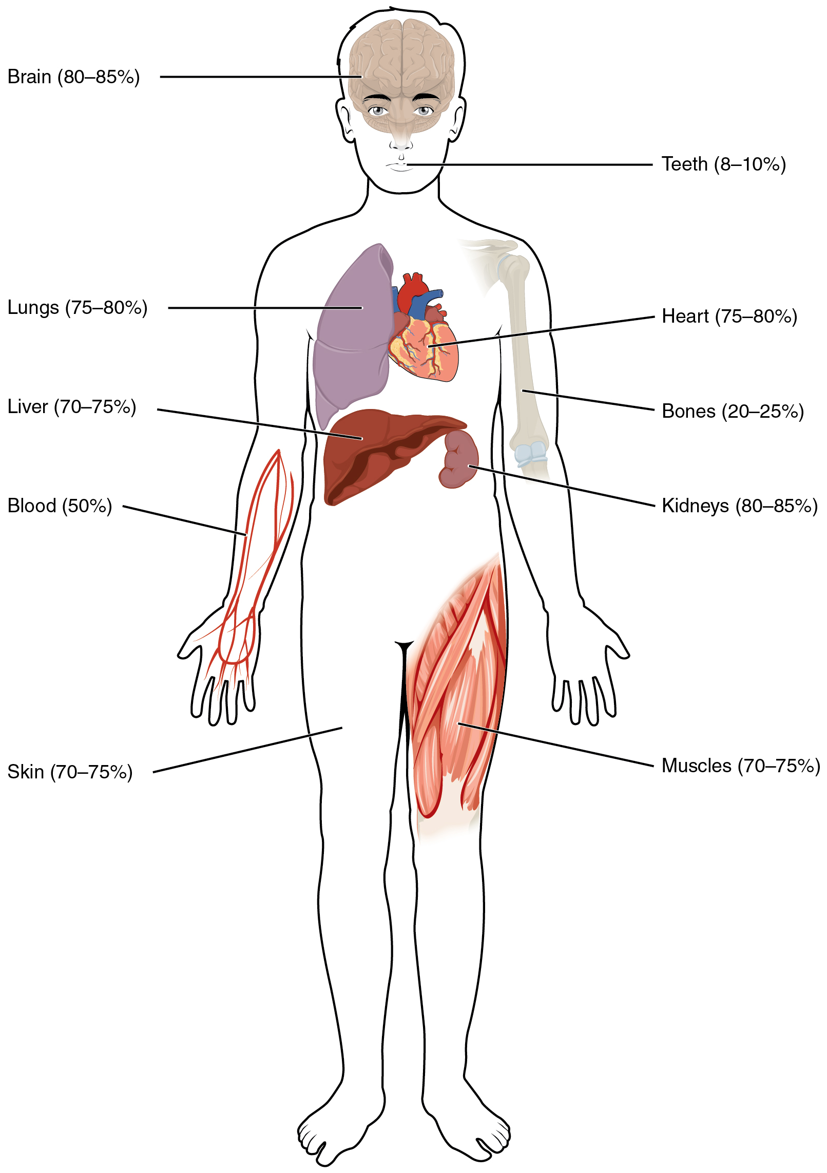 Human Body Fluid Compartments Mysterysilope Human Body Fluid Compartments Mysterysilope