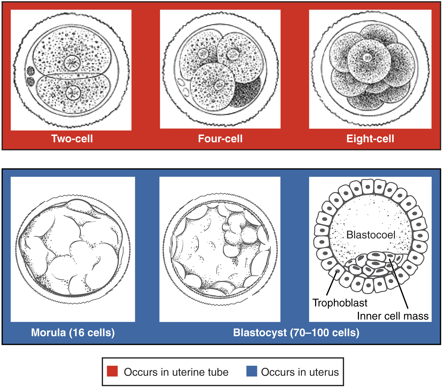 28 2 Embryonic Development Douglas College Human Anatomy And