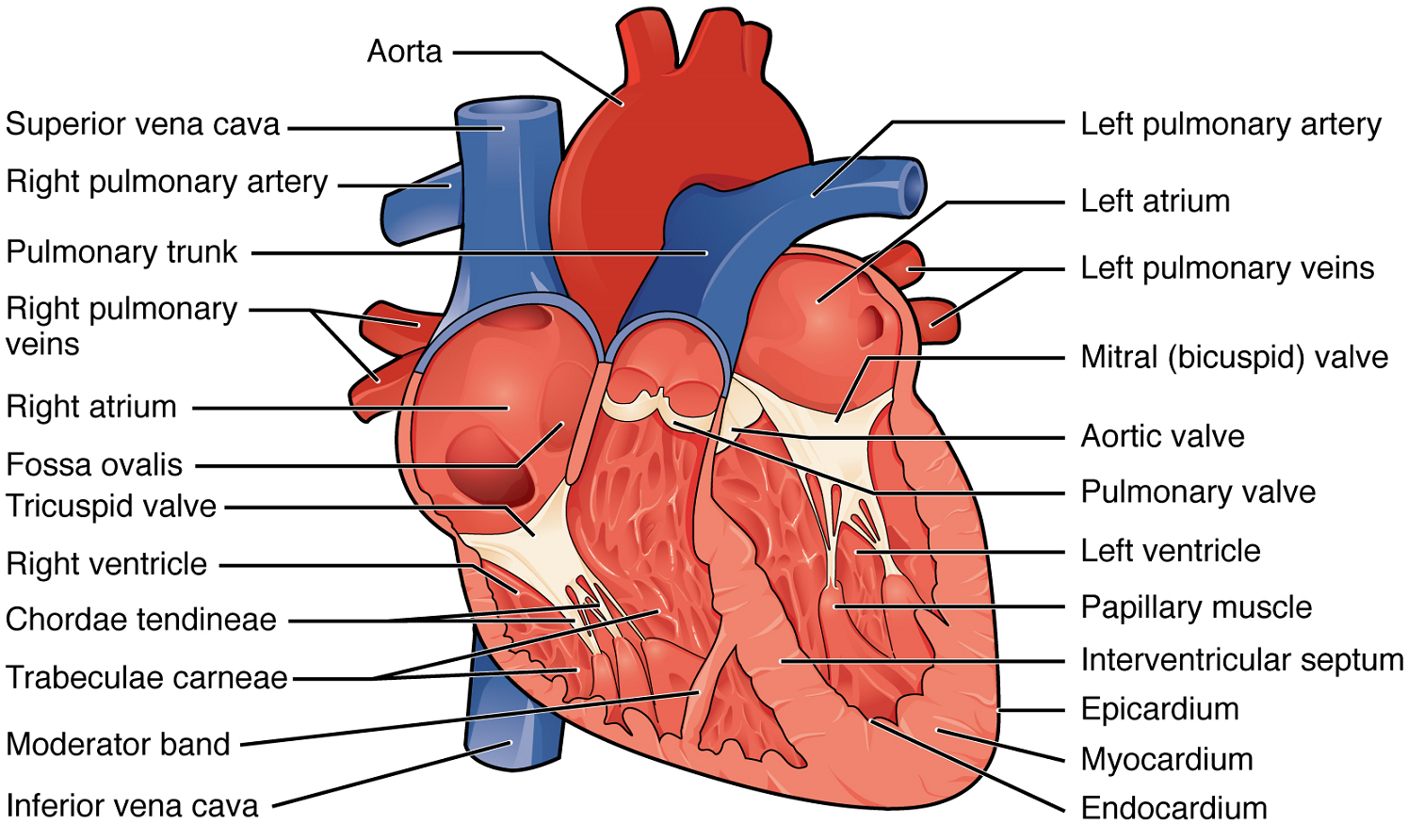 Unit 2: The Cardiovascular System – Douglas College Human Anatomy ...