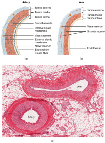Unit 2: The Cardiovascular System – Douglas College Human Anatomy ...