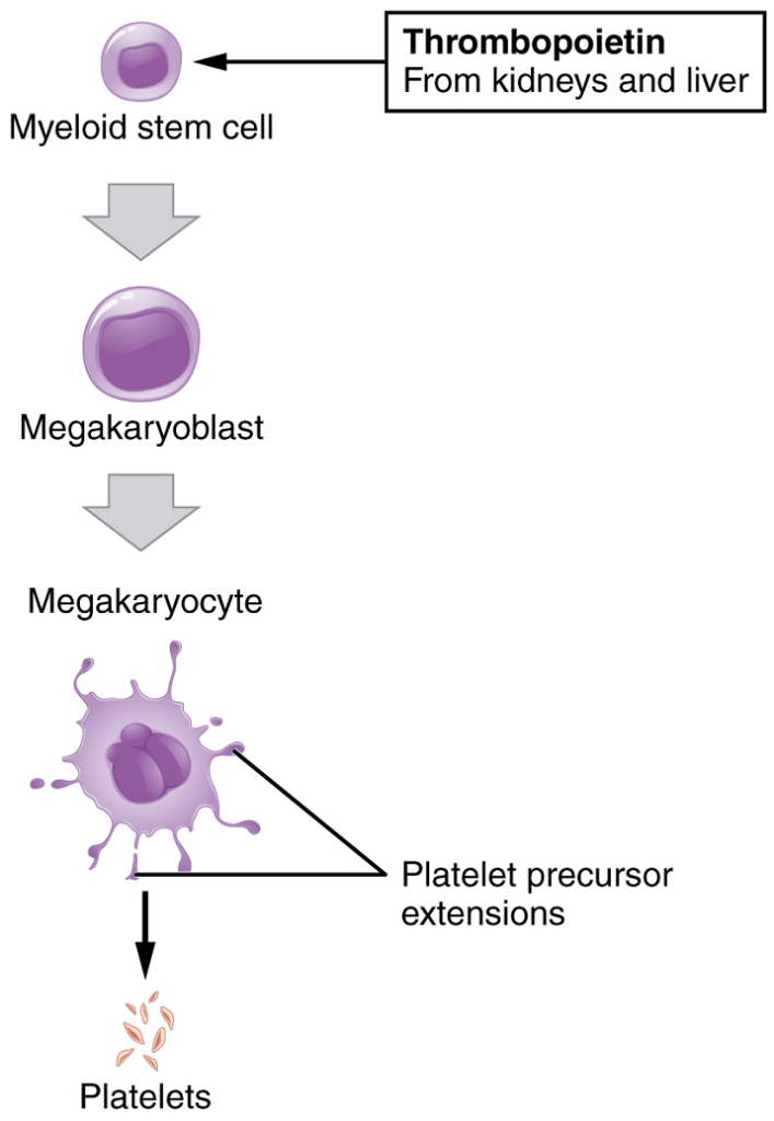 Unit 2: The Cardiovascular System – Douglas College Human Anatomy ...