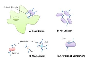 Unit 5: The Lymphatic System, Resistance & Immunity – Douglas College ...