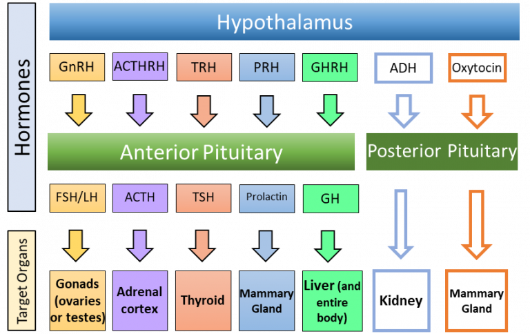 Unit 1: The Endocrine System – Douglas College Human Anatomy ...
