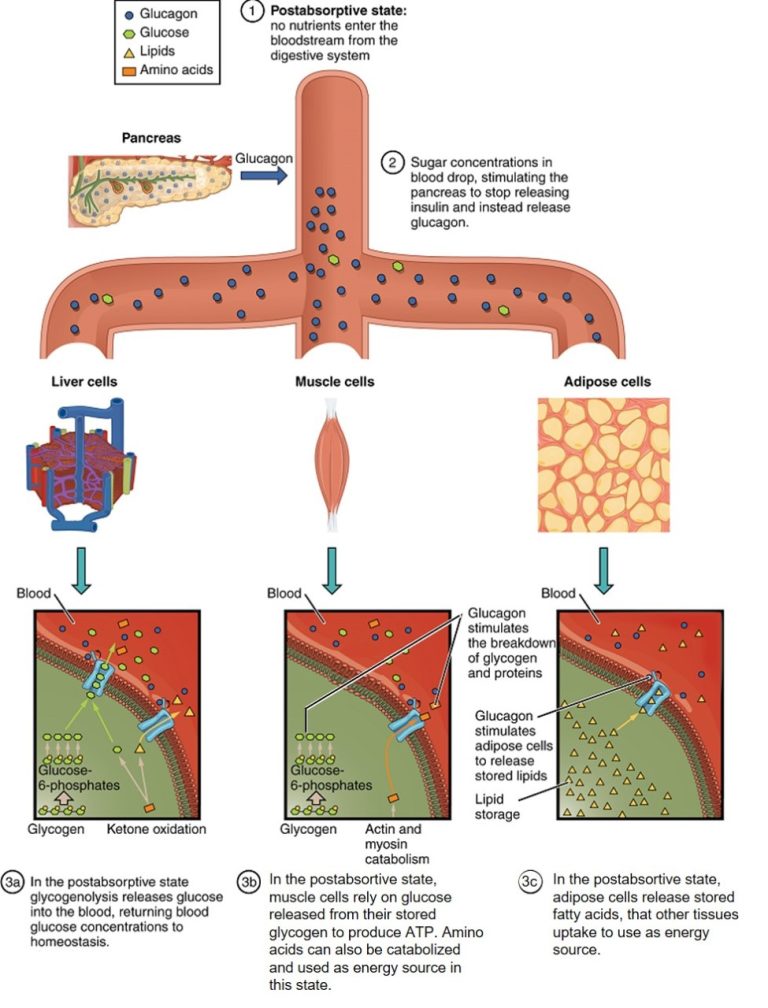 Unit 8: Cellular Respiration and Energy Metabolism – Douglas College ...