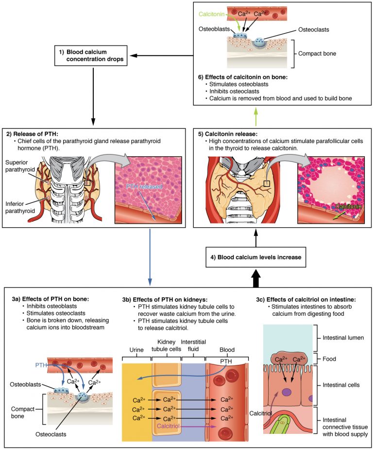 Unit 1: The Endocrine System – Douglas College Human Anatomy ...