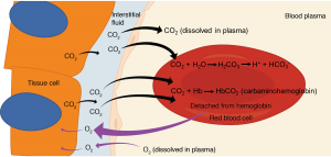 Unit 6: The Respiratory System – Douglas College Human Anatomy ...