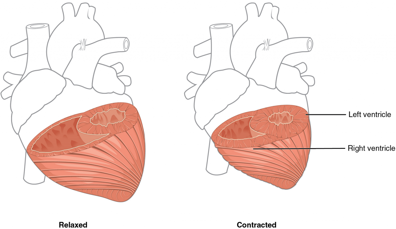 Unit 2: The Heart – Douglas College Human Anatomy & Physiology II (4th ed.)