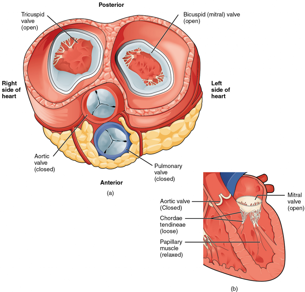 Unit 2: The Heart – Douglas College Human Anatomy & Physiology II (4th ed.)