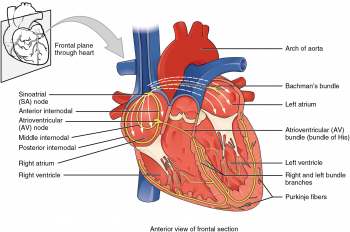 Unit 2: The Heart – Douglas College Human Anatomy & Physiology II (4th ed.)