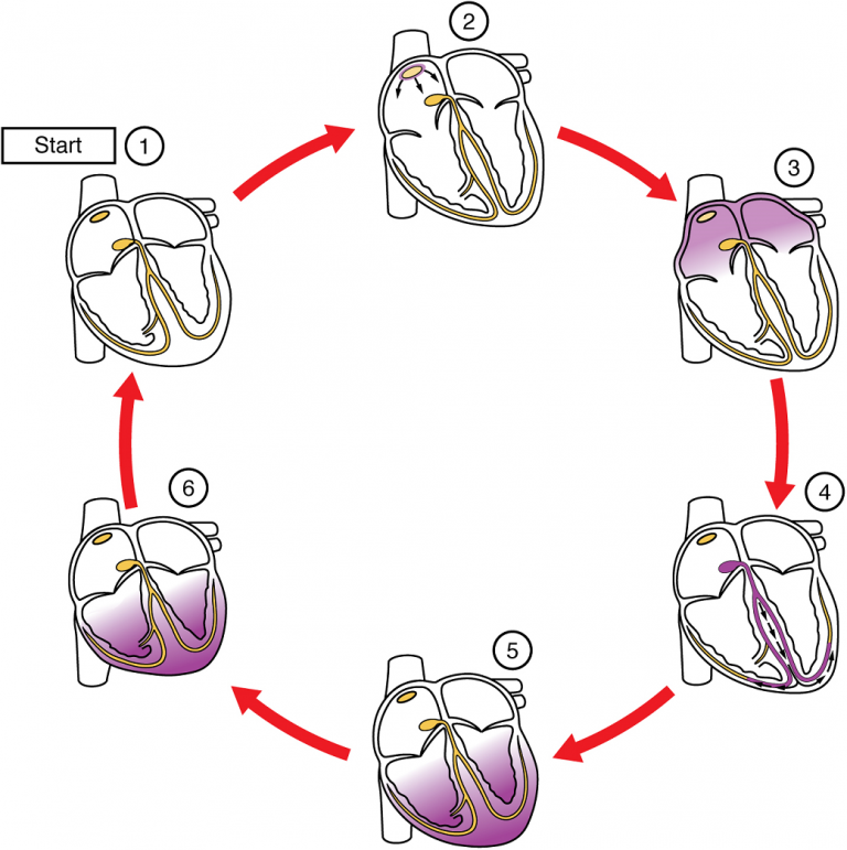 Unit 2: The Heart – Douglas College Human Anatomy & Physiology II (4th ed.)