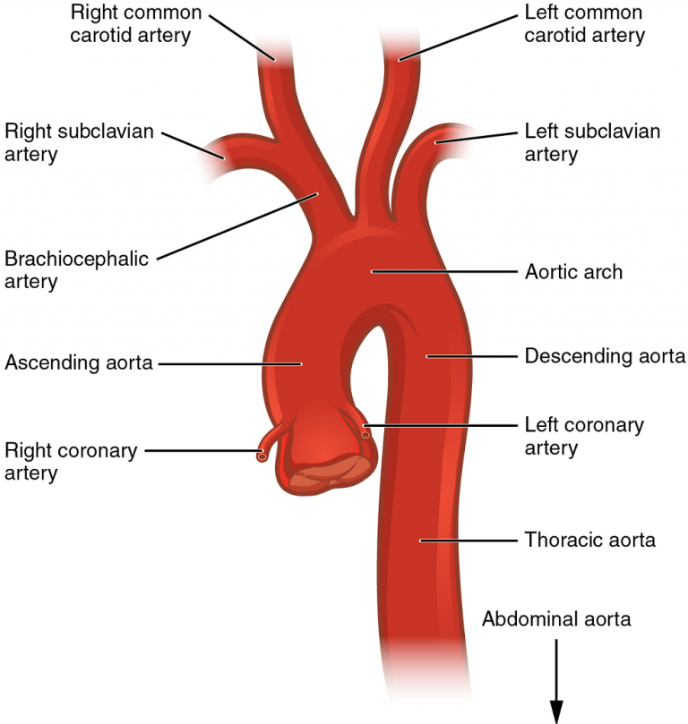 Unit 4: Blood Vessels and Circulation – Douglas College Human Anatomy ...
