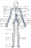 Unit 4: Blood Vessels and Circulation – Douglas College Human Anatomy ...