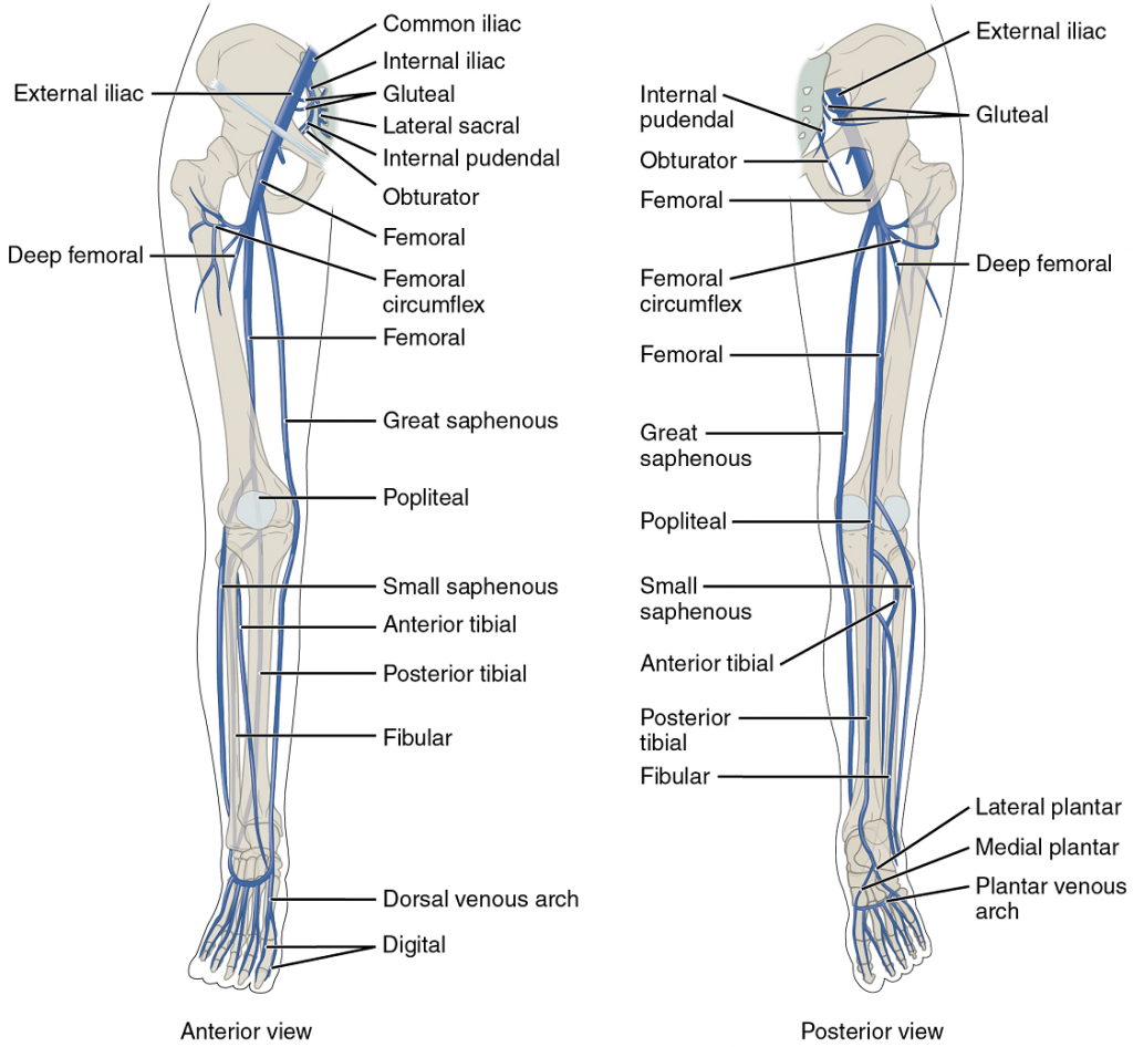 Unit 4: Blood Vessels and Circulation – Douglas College Human Anatomy ...