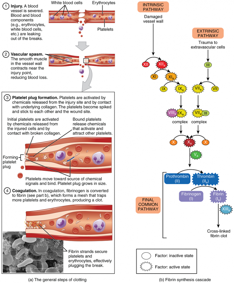 Unit 3: Blood – Douglas College Human Anatomy & Physiology II (4th ed.)