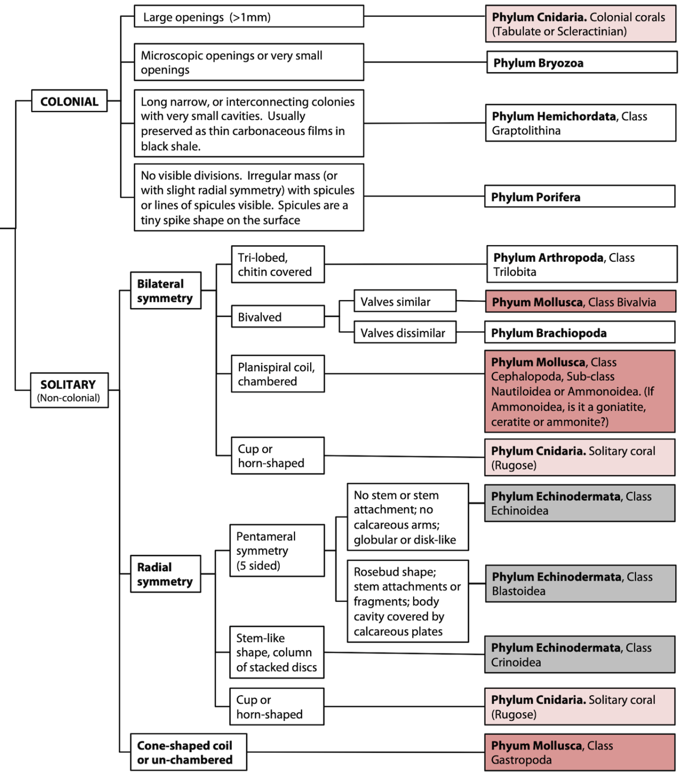 Guide to Fossil Classification – Laboratory Manual for Earth History