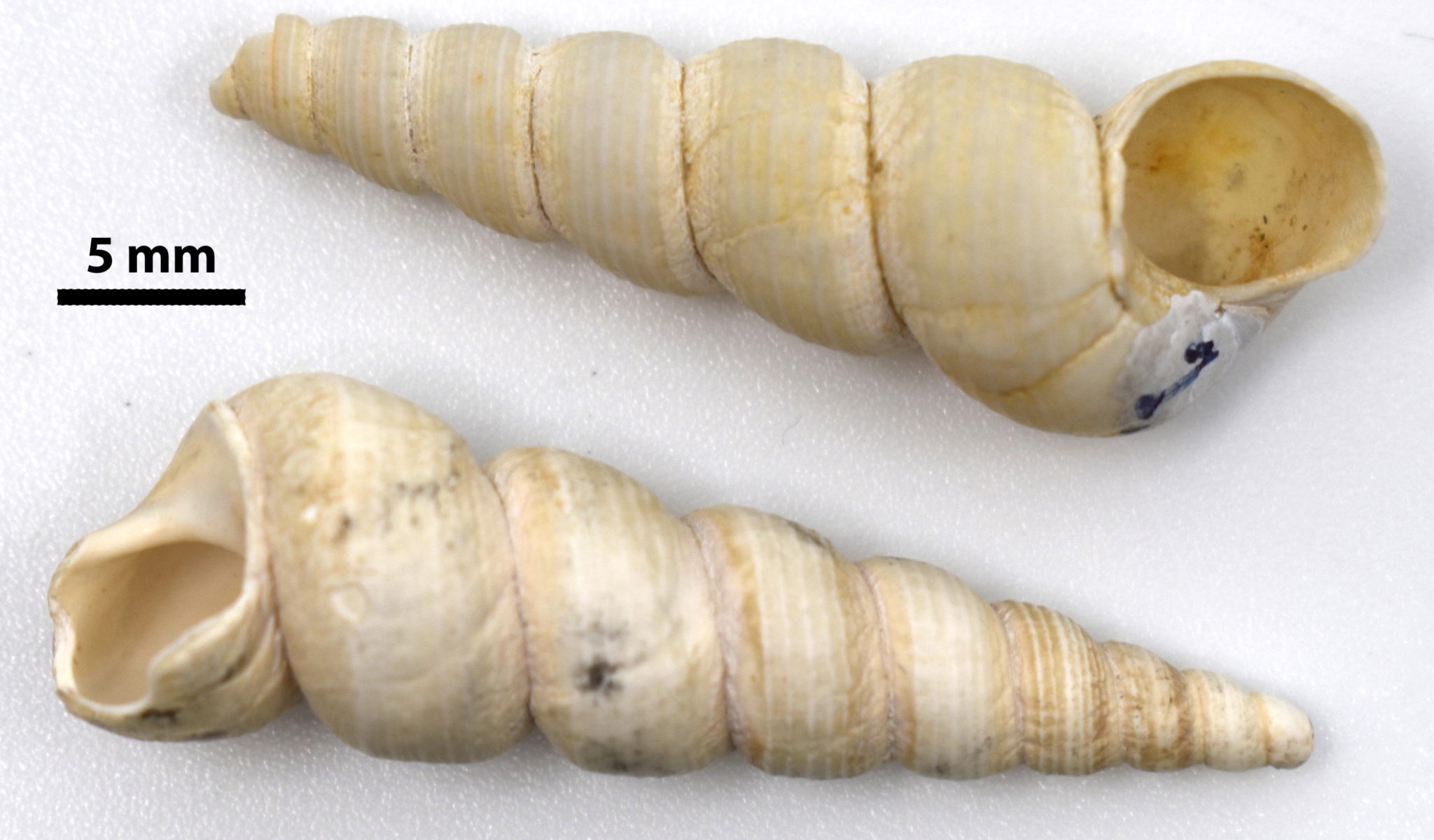 Fossils of the Paleozoic: Phylum Mollusca (The Bivalves & Gastropods ...