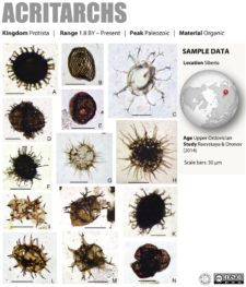 Kingdom Protista – Laboratory Manual for Earth History