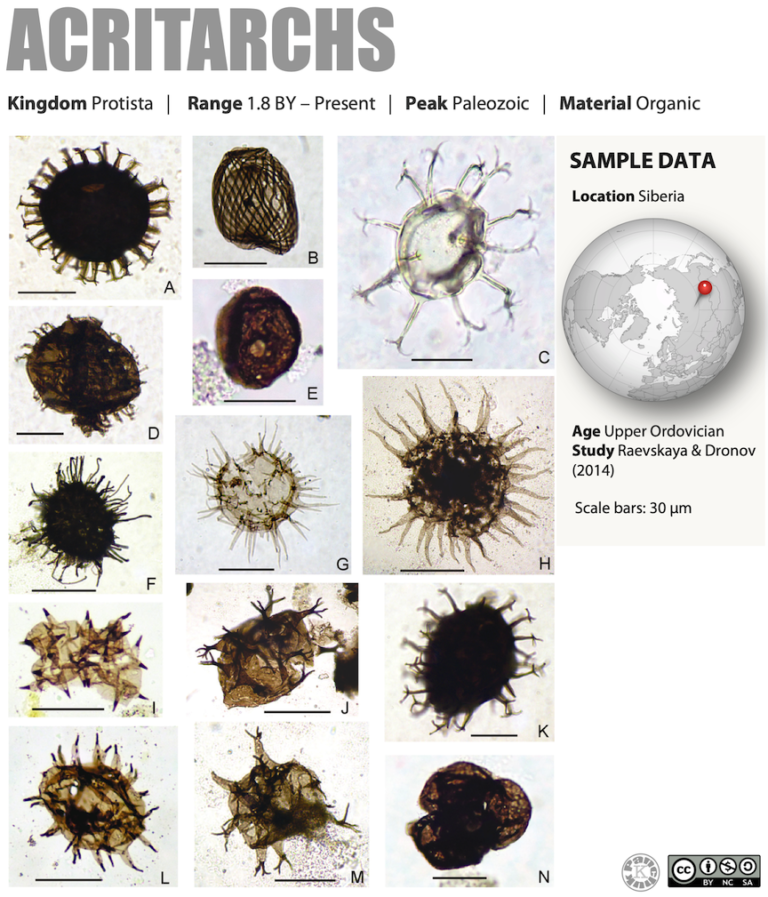 Kingdom Protista – Laboratory Manual for Earth History
