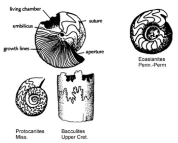 Phylum Mollusca, Class Cephalopoda – Laboratory Manual for Earth History