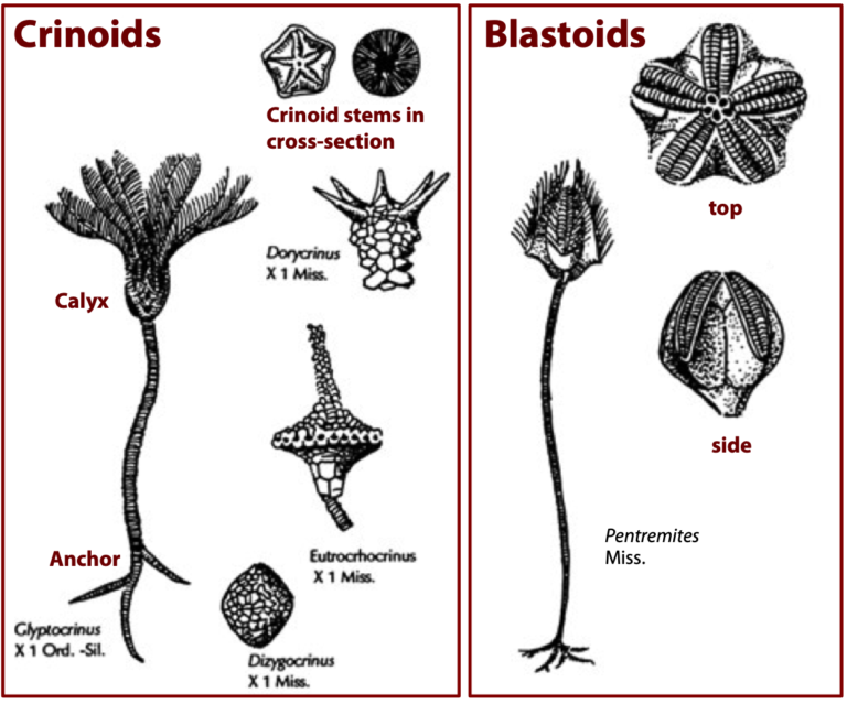 Phylum Echinodermata – Laboratory Manual for Earth History