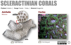 Fossils of the Paleozoic: Phylum Cnidaria (The Corals) – Laboratory ...