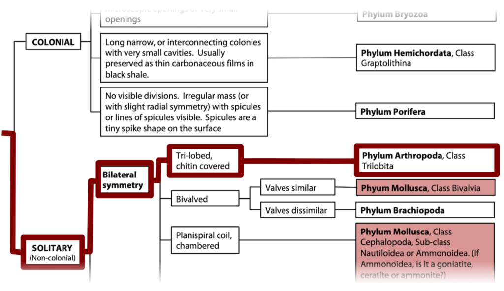 Fossils of the Cambrian Period – Laboratory Manual for Earth History