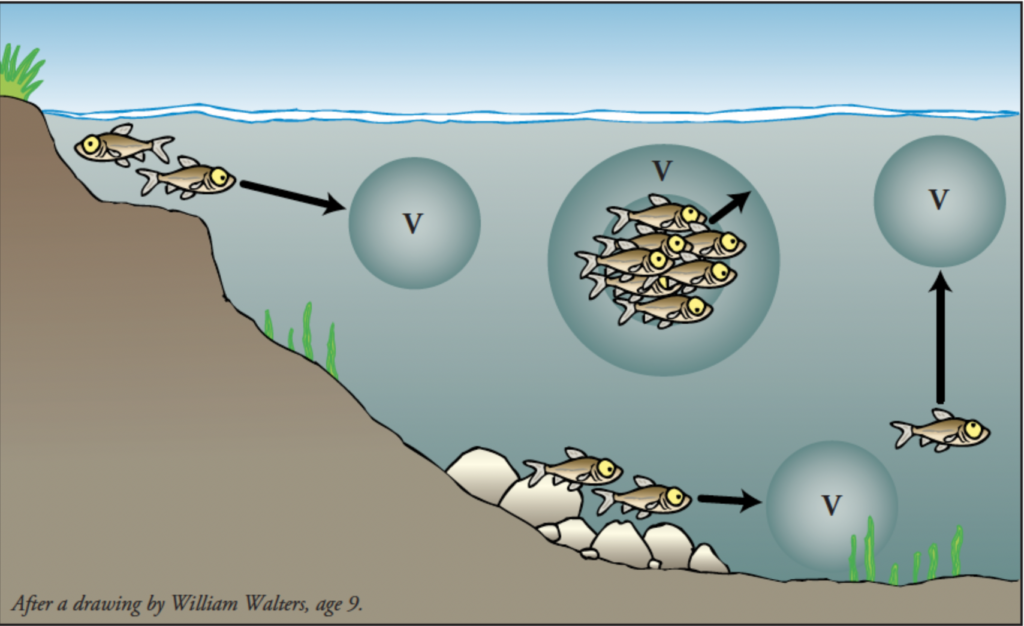 Foraging arena theory – Ecosystem Modelling with EwE