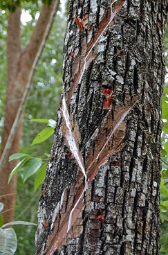 Topic 2.2: Bark and Bark Products – FODE 014 e-Notebook