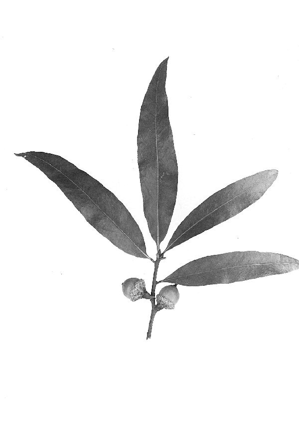 Lab 11: Environmental Controls on Biogeography – Laboratory Manual for ...