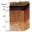 Lab 10: BC Soils and Relationships to Vegetation and Climate ...
