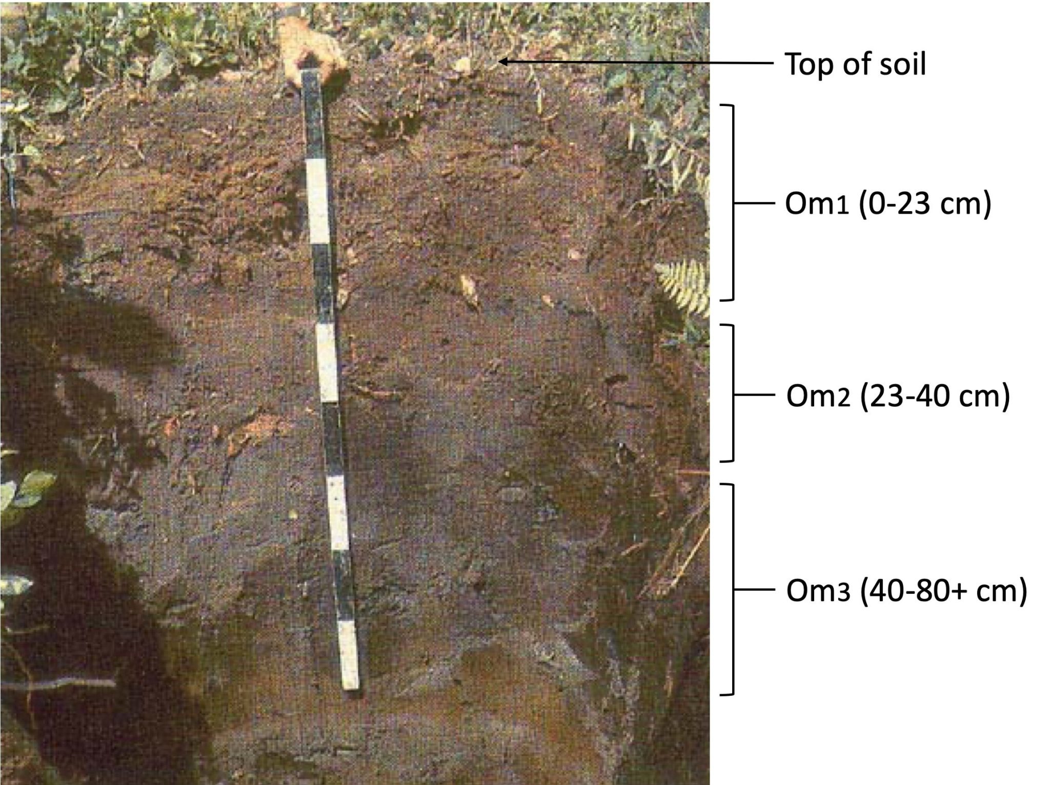 Lab 10: BC Soils and Relationships to Vegetation and Climate ...