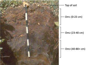 Lab 10: BC Soils and Relationships to Vegetation and Climate ...