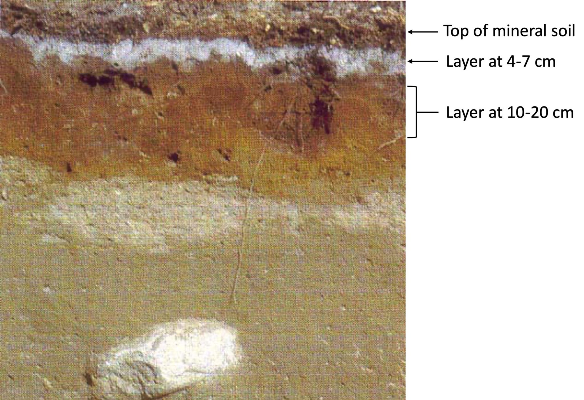 Lab 10: BC Soils and Relationships to Vegetation and Climate ...