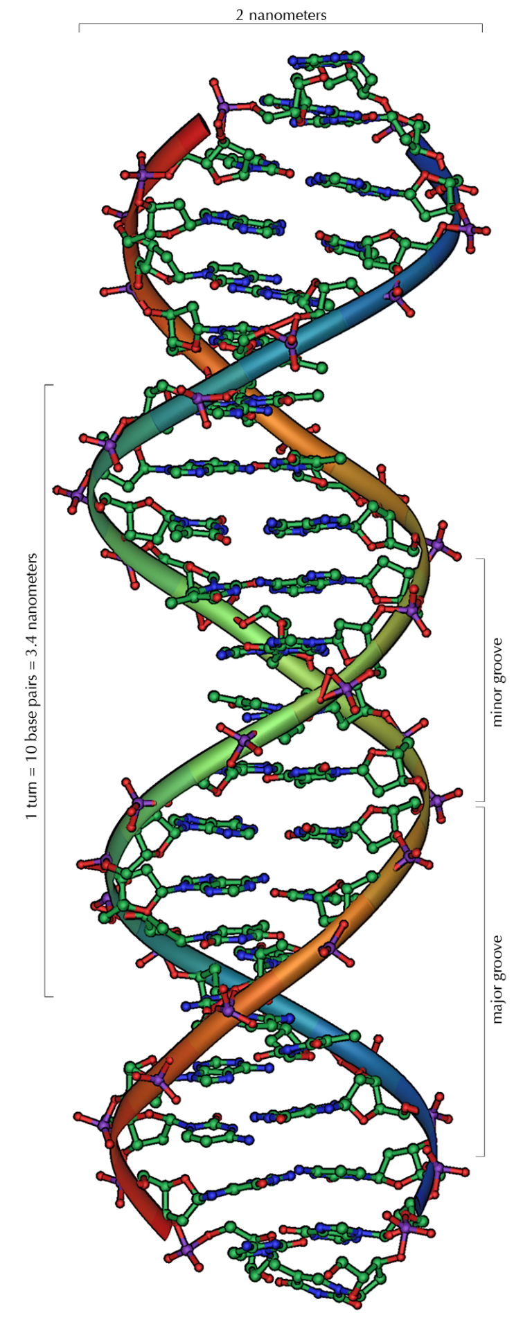 5.3 DNA – Human Biology – Excerpts for BBIO 053
