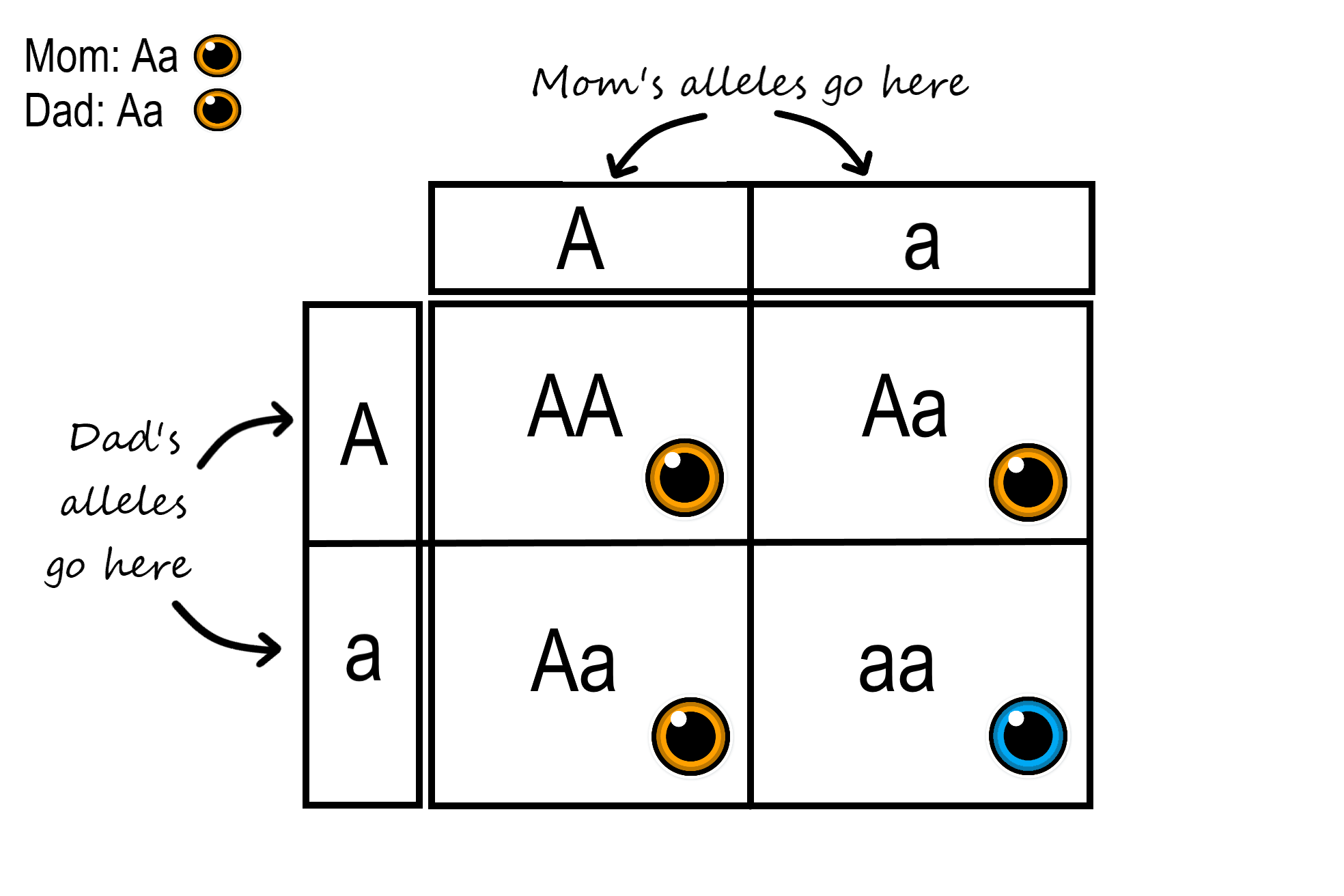 Mendel Genetics Punnett Square