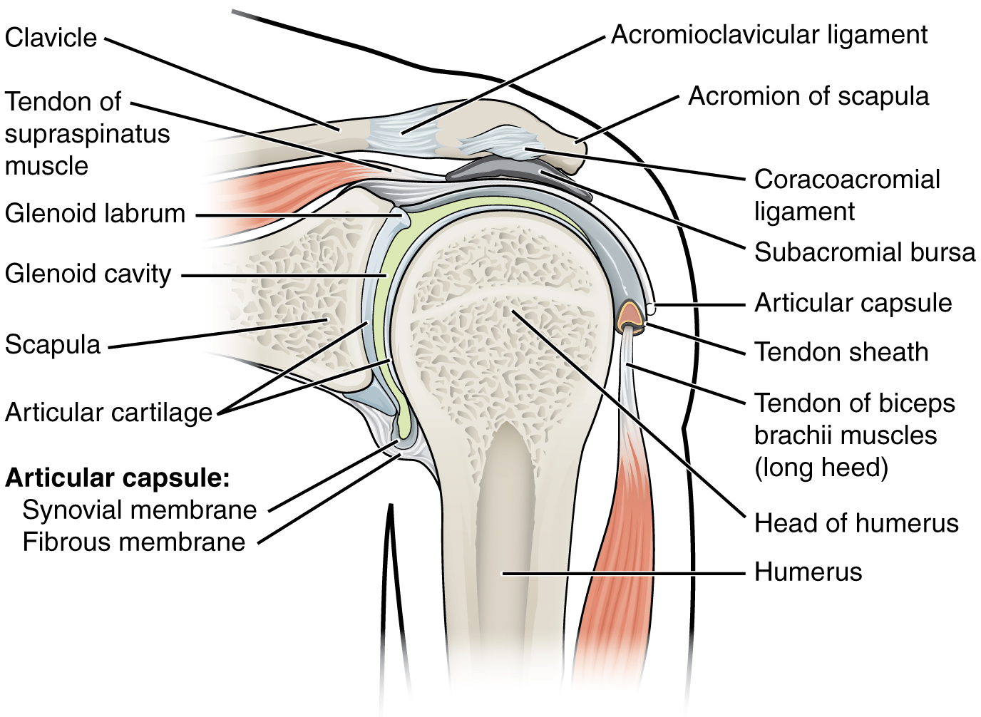 2 2 4 Anatomy Of Selected Synovial Joints Biomechanics Of Human Movement