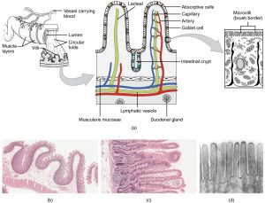 The Gastrointestinal Tract and the Digestive System – Human Nutrition
