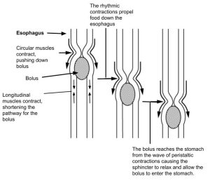 The Gastrointestinal Tract and the Digestive System – Human Nutrition