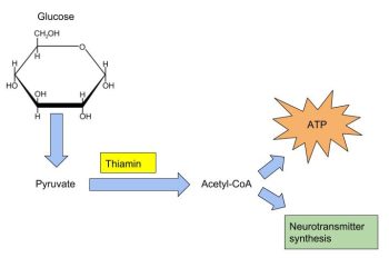 Thiamin (B1) – Human Nutrition