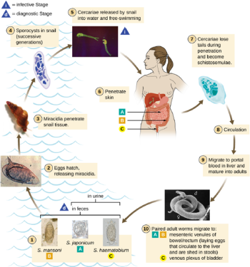 Unit 3.1 Eukaryotic Pathogens – Introduction to Microbiology for Health ...