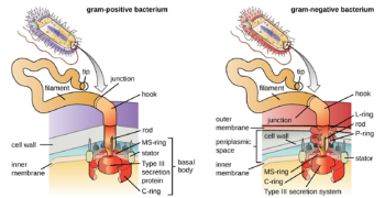 Unit 2.2 The Structure of Prokaryotic and Eukaryotic Cells ...