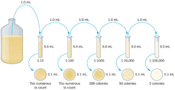 Unit 5.3 Measuring Bacterial Growth – Introduction to Microbiology for ...