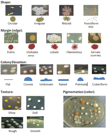 Unit 4 Characteristics of Microbes – Introduction to Microbiology for ...